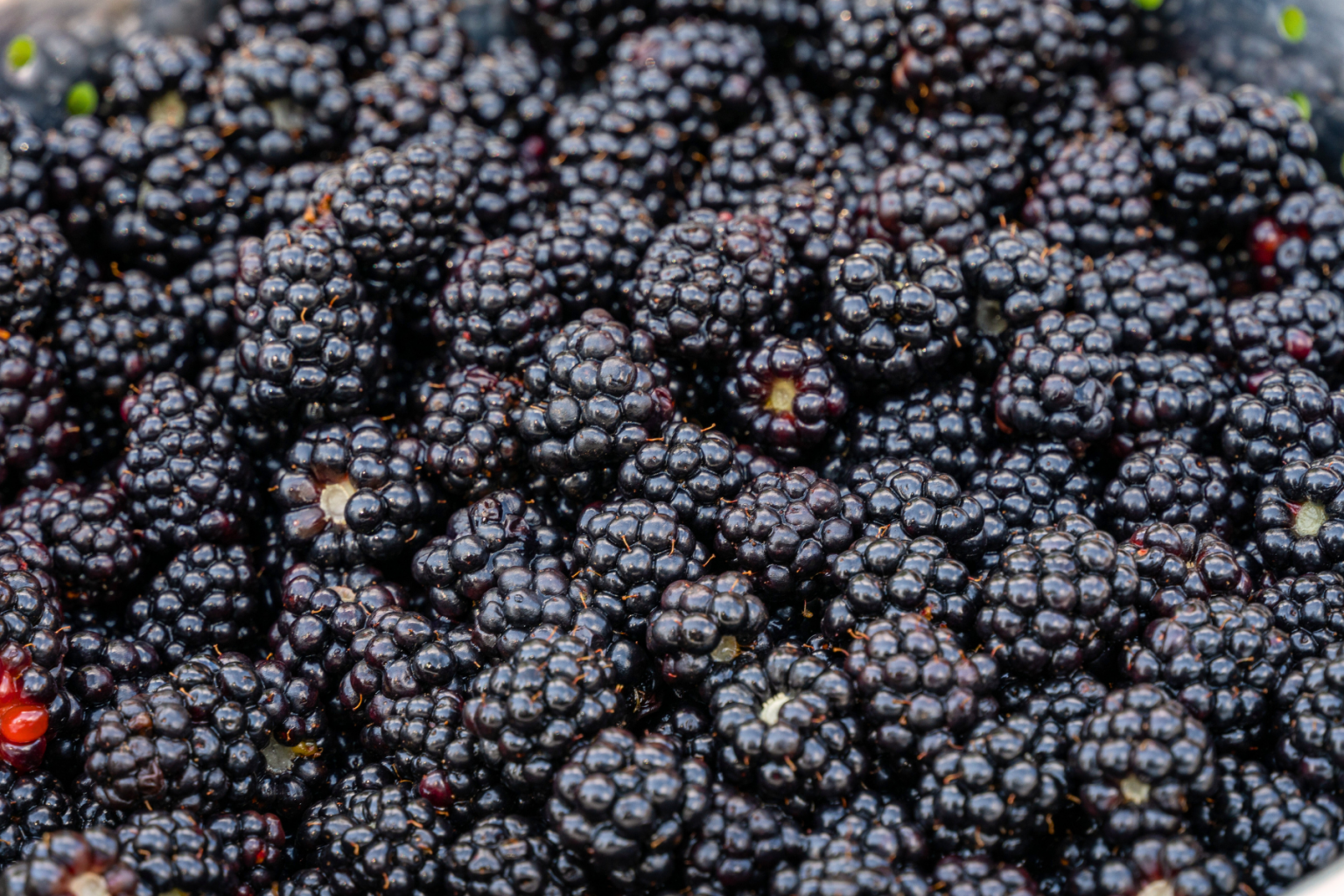 Easy Sure-Jell Less Sugar Blackberry Freezer Jam Recipe – Our Journey ...